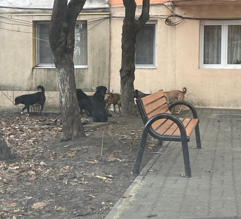 FOTO. Tecuci, sat cu tot mai mulți câini fără stăpân - Tecuceni