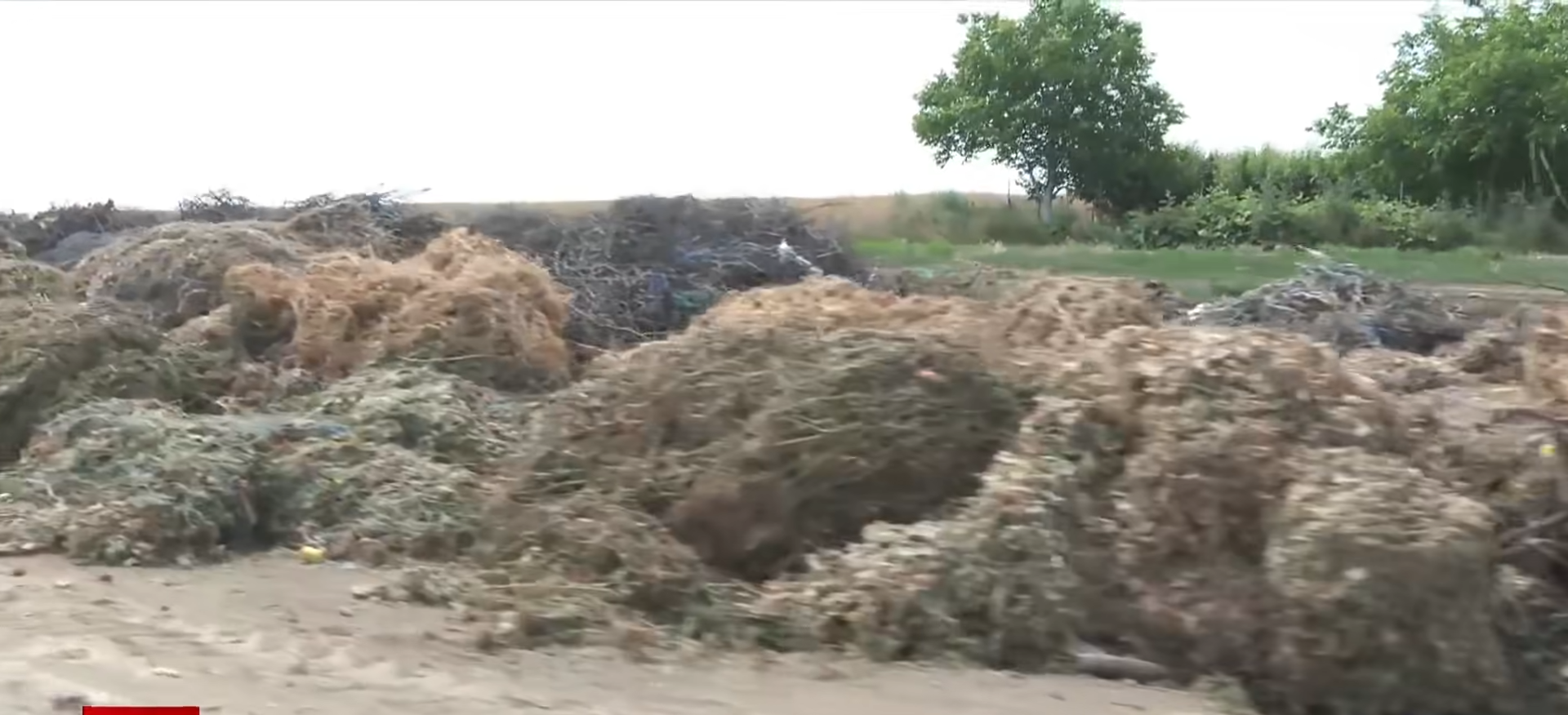 Munți de legume aruncate la Matca, în timp ce la cantinele sociale se ...